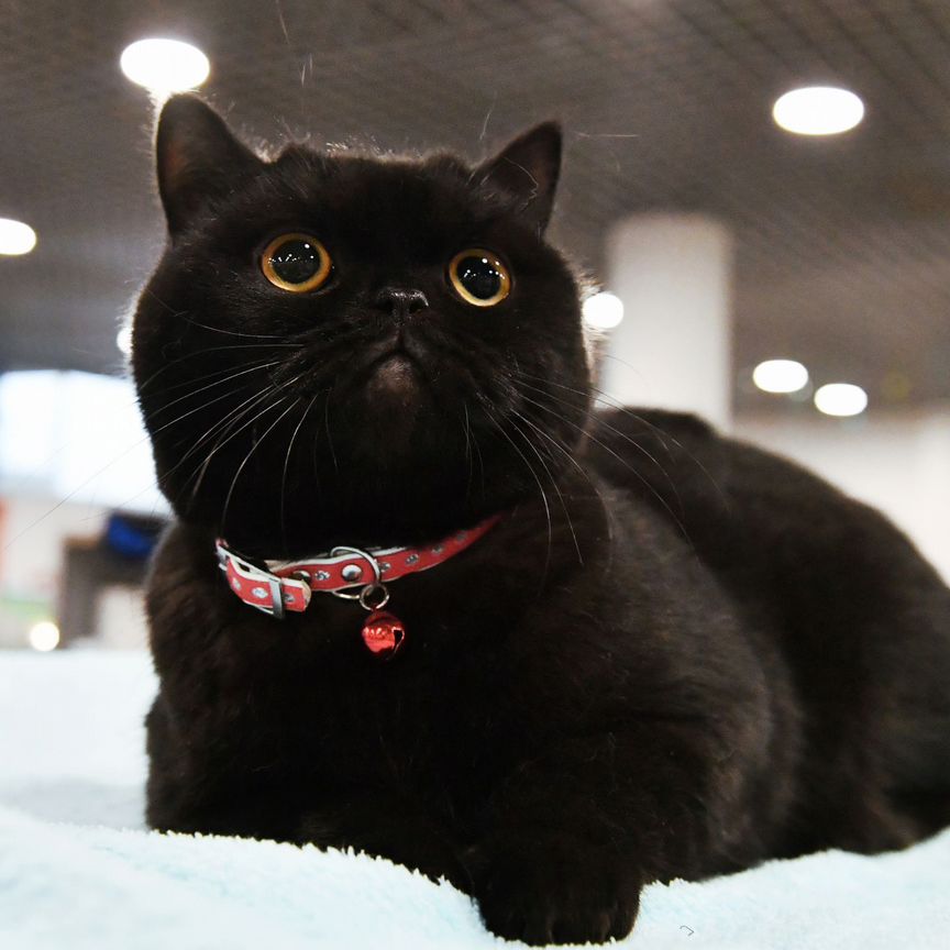 Шотландский кот