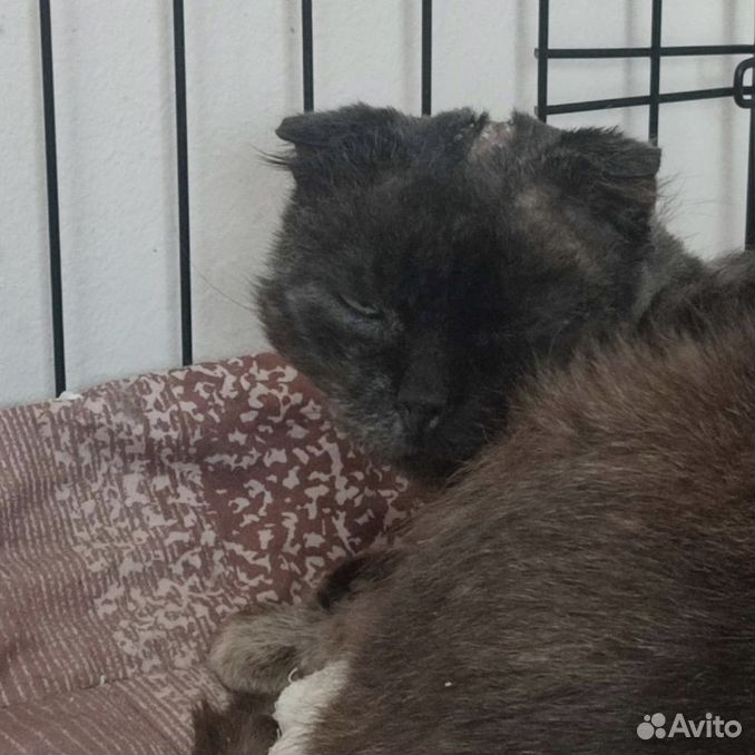 Вислоухий нежный котик из фронтовой зоны ищет дом