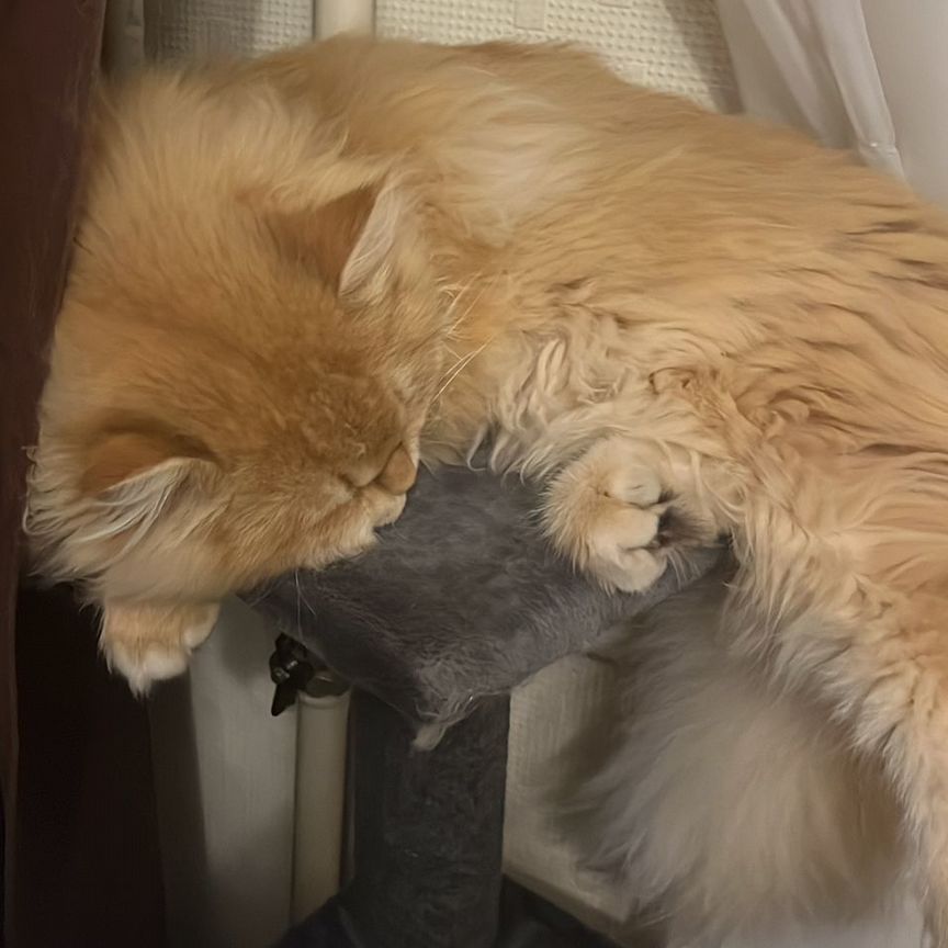 Британский длинношёрстный котёнок