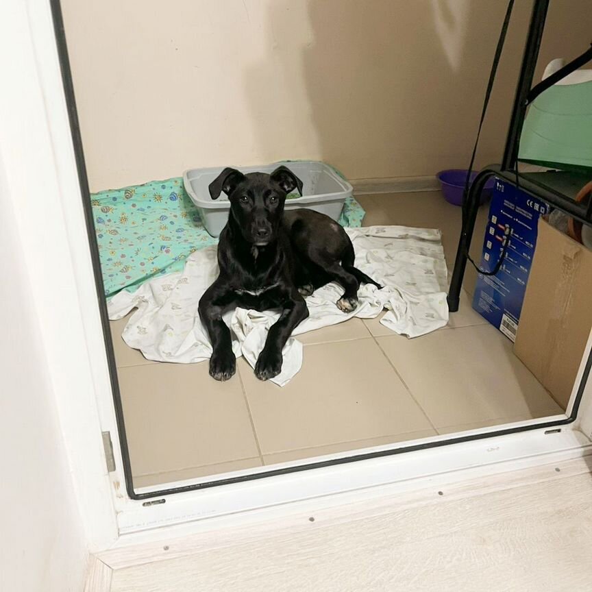 Отдам в хорошие руки собаку