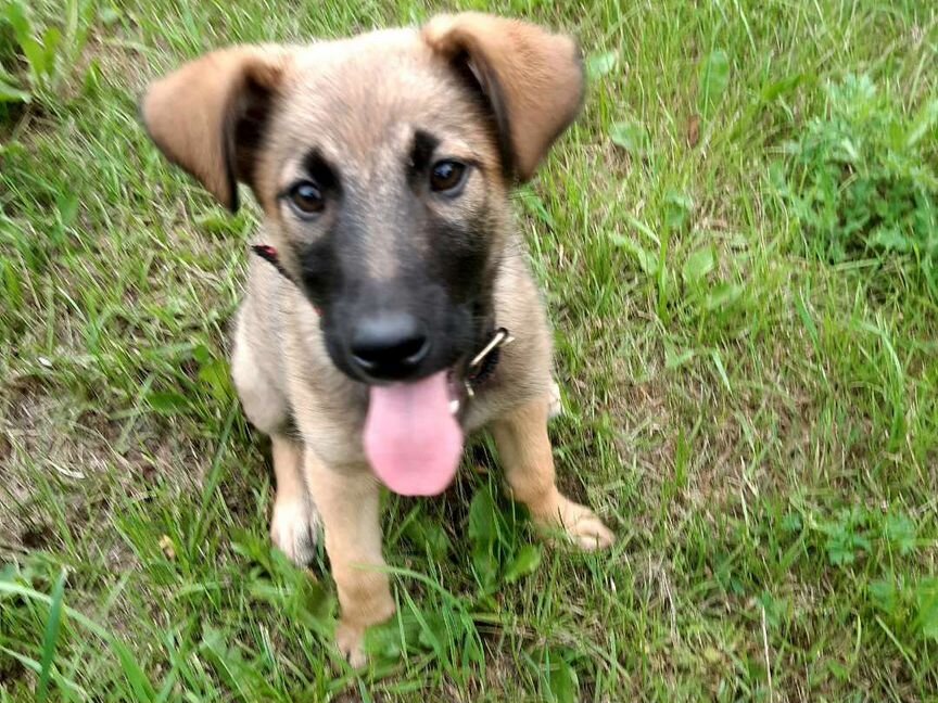 Щенок в добрые руки