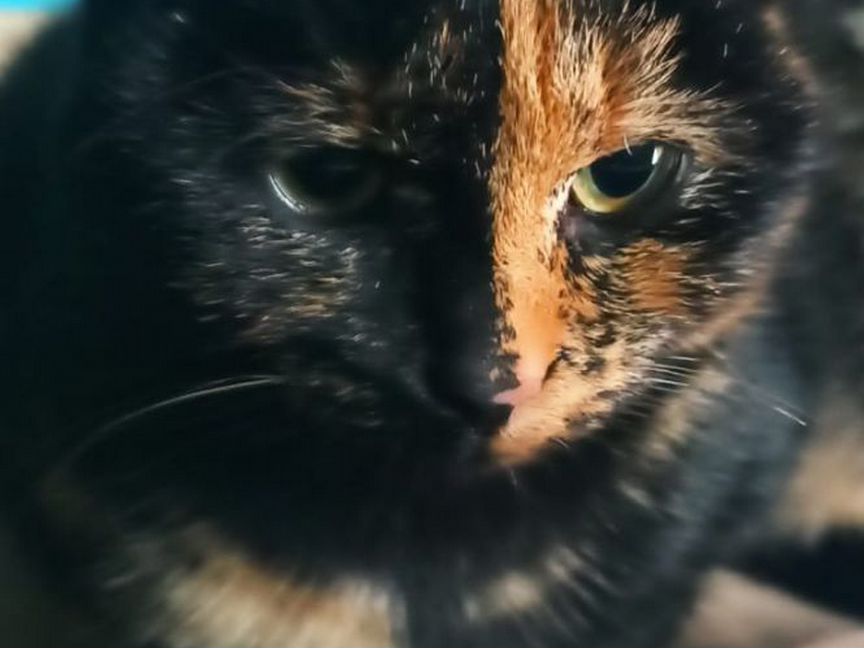 Трехцветная кошечка