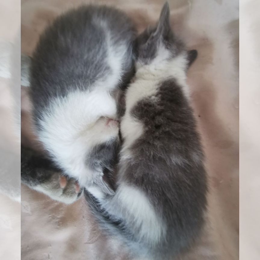 Котята в добрые руки бесплатно