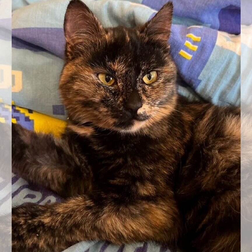 Взрослая кошка в добрые руки