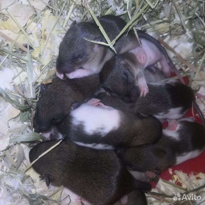 Крысята на корм