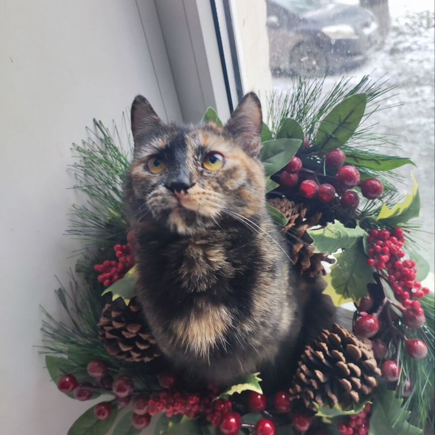 Котёнок