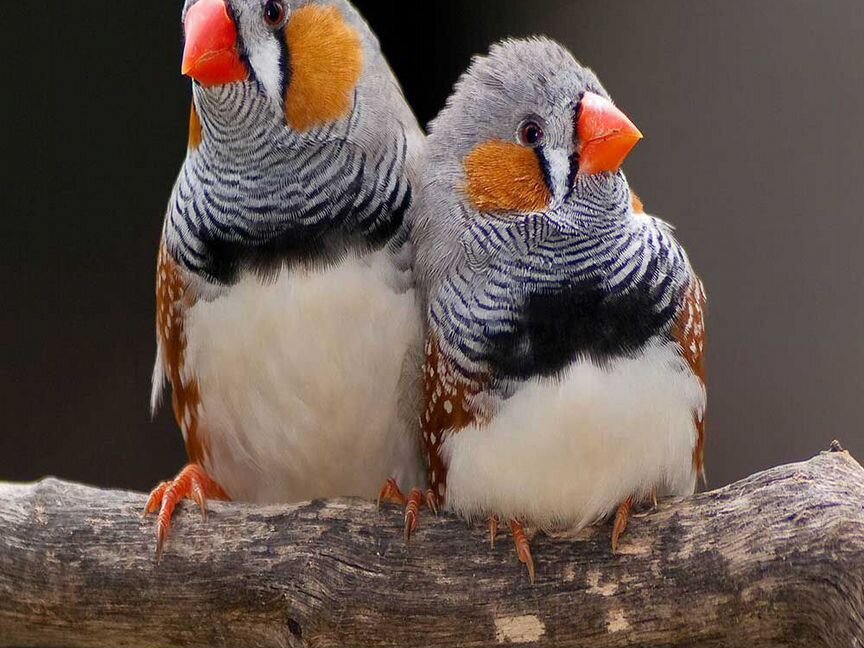 Зебровые амадины