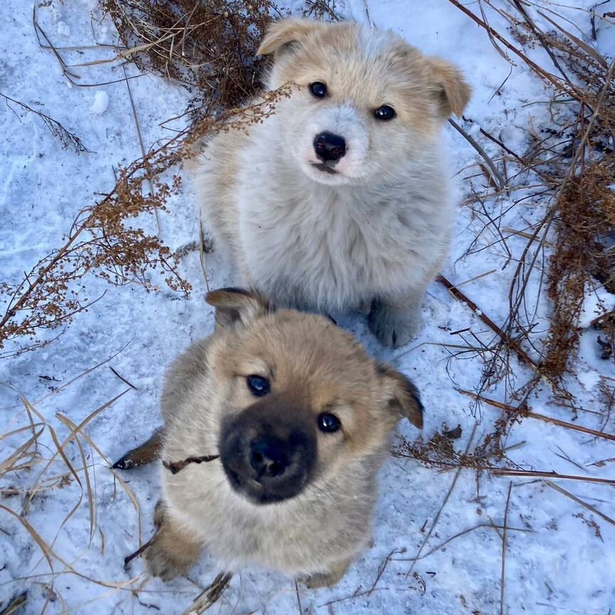 Щенки