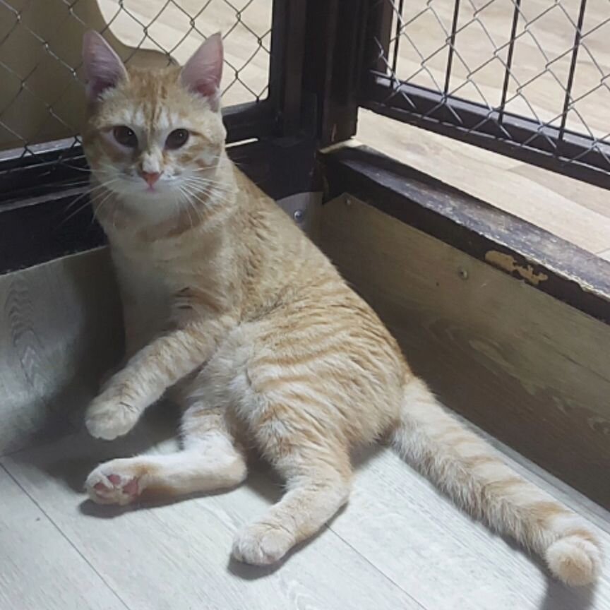Отдам котика Фокса