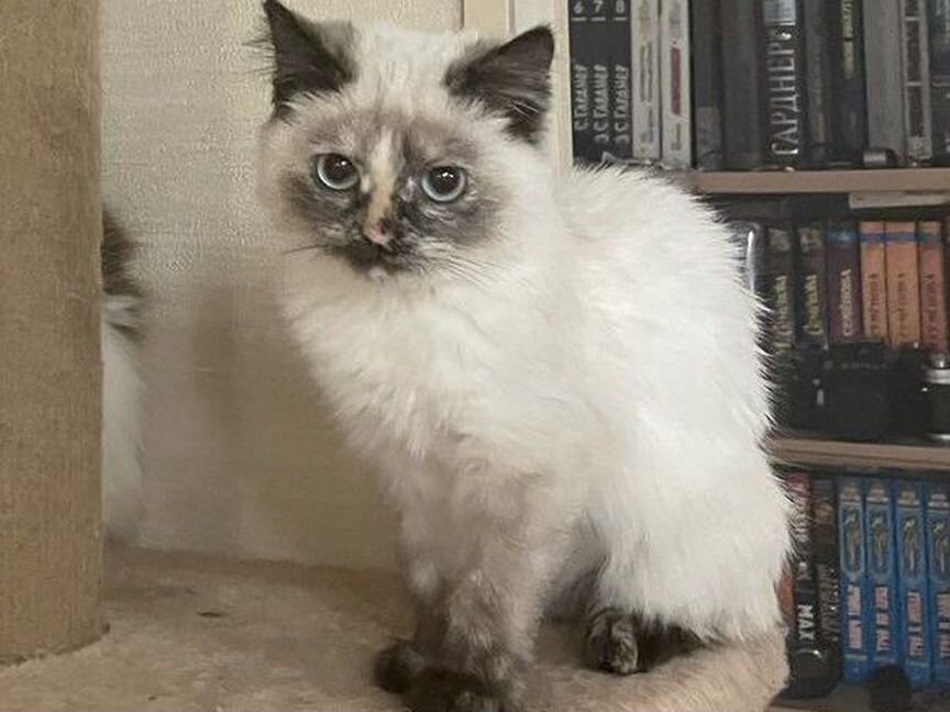 Котенок в ответственные ручки