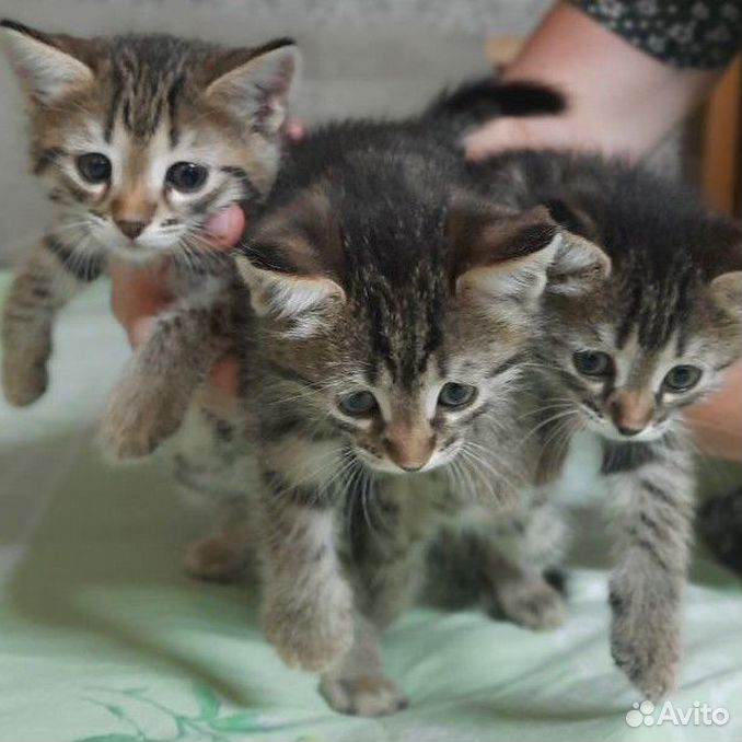 Котята - антистресс бесплатно