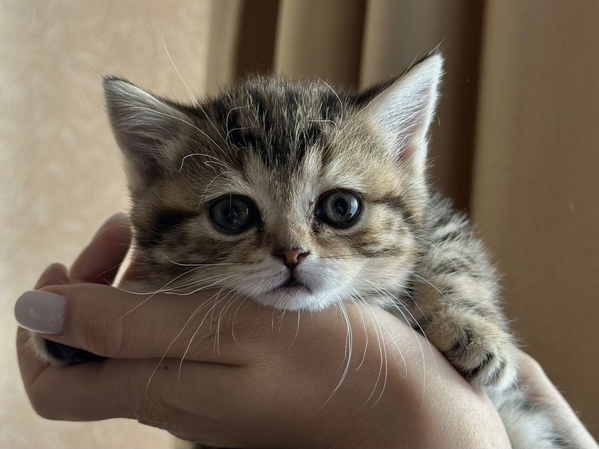 Шотландские вислоухие котята