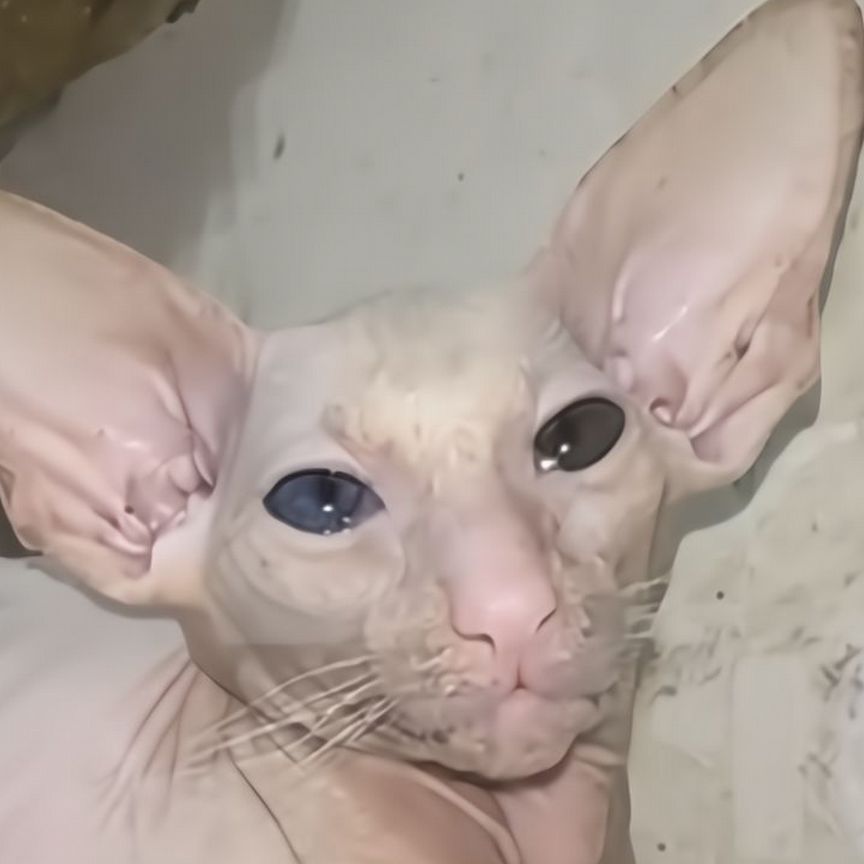 Петерболд котёнок