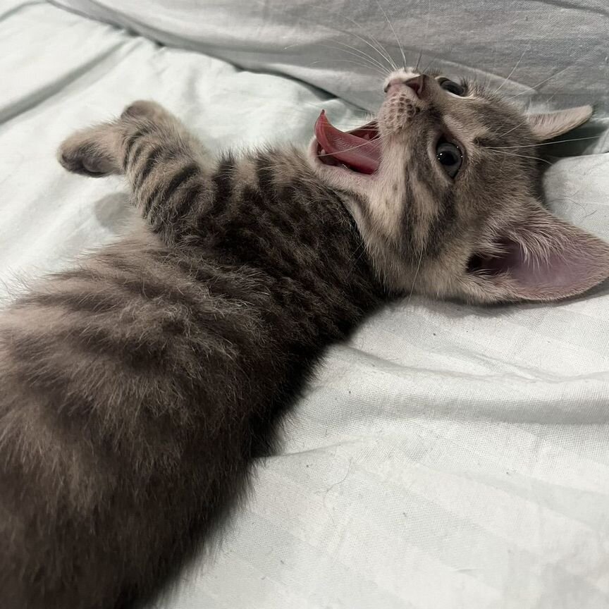 Котёнок в добрые руки