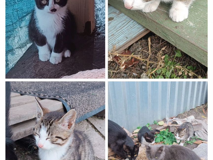 Отдам котят в добрые руки