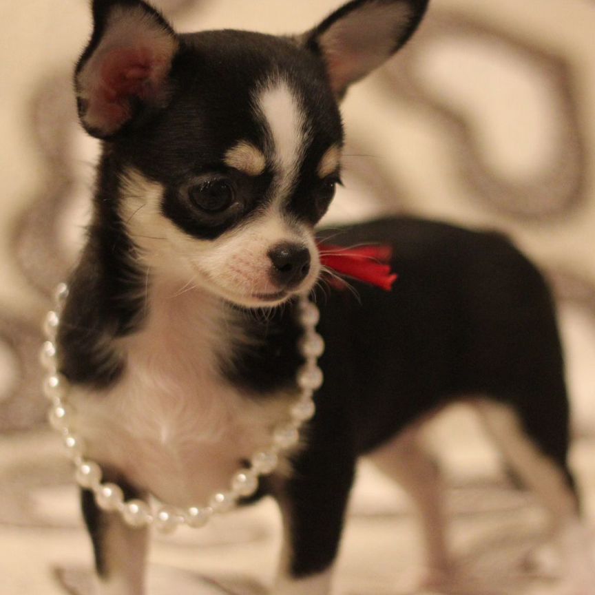 Чихуахуа супер мини девочки с РКФ