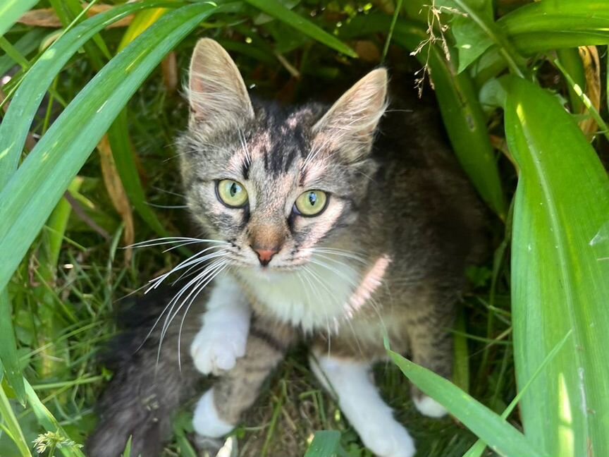 У котика умерла хозяйка, он ищет новую семью