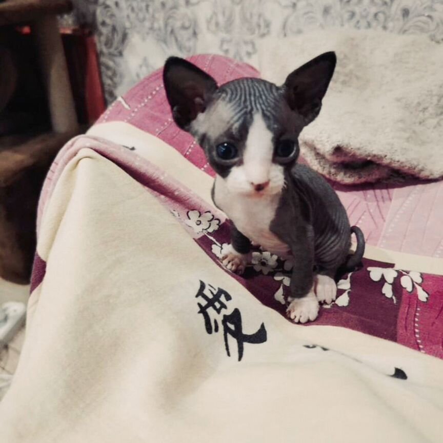 Канадский сфинкс котенок девочка