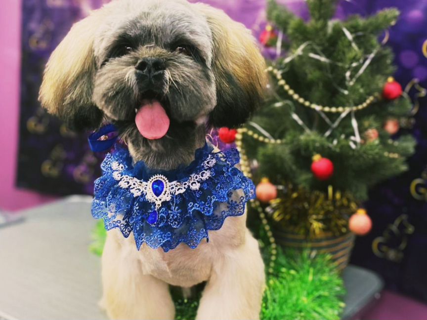 Очаровательный джентльмен Лхасо Апсо