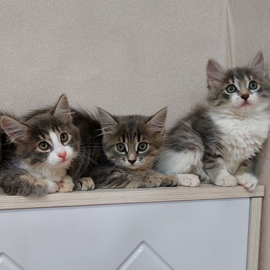 Красивые котятки ищут дом