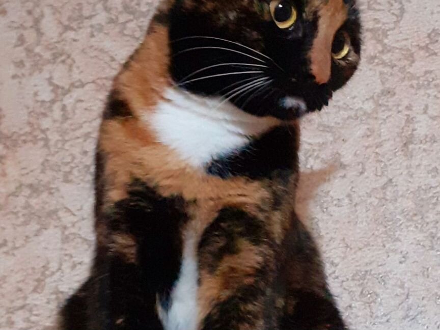 Кошечка-компаньон в ответственные руки