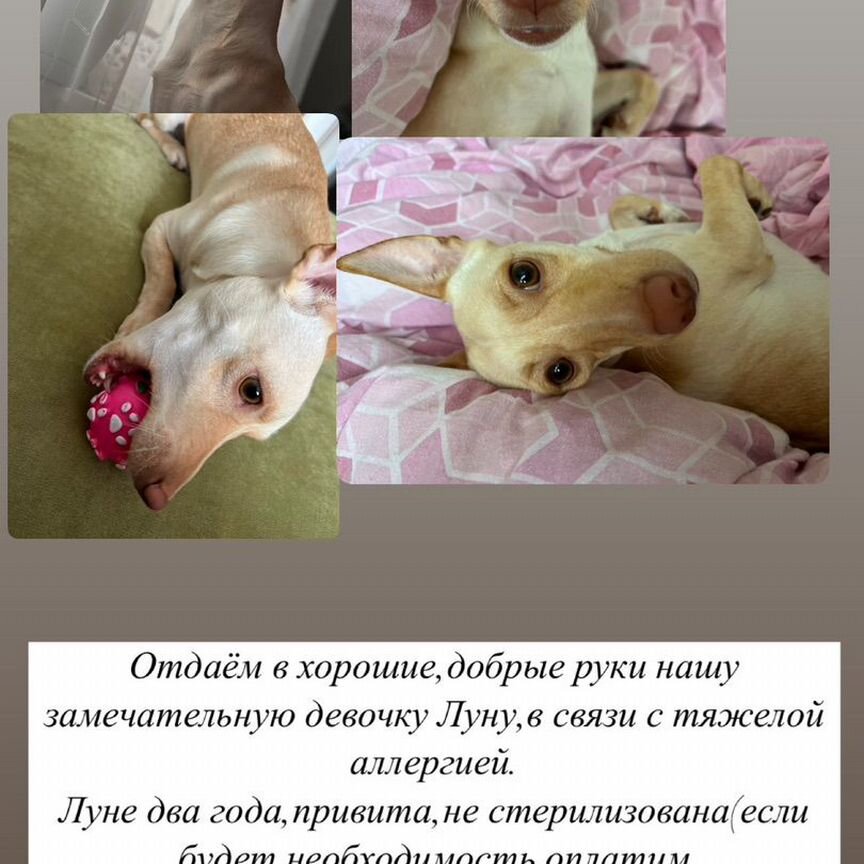 Собачка Луна