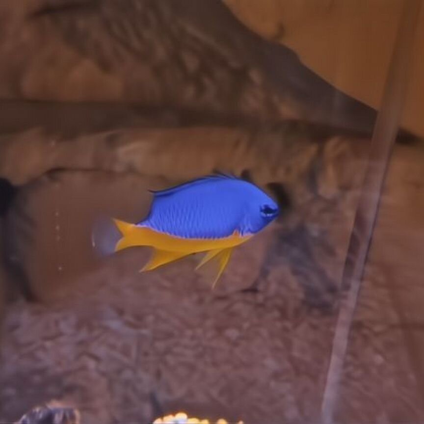 Хризиптера желто-голубая