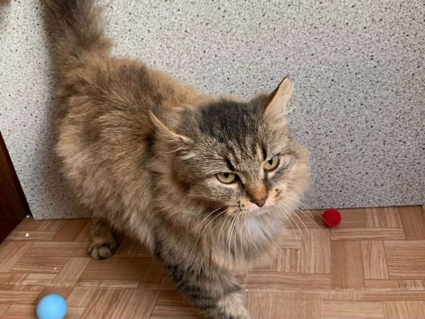 Ласкуша пушистая