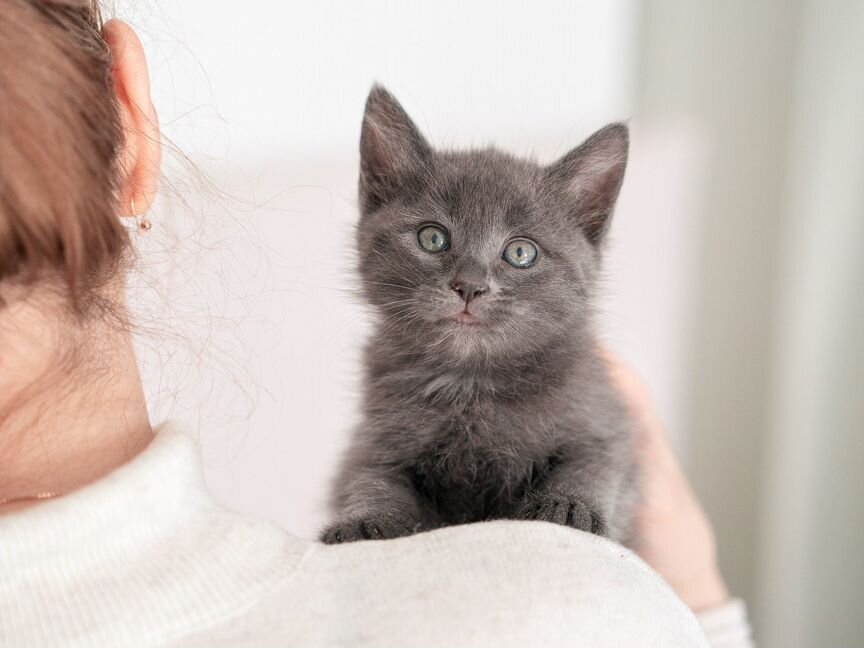 Серые ласковые котята девочки в добрые руки
