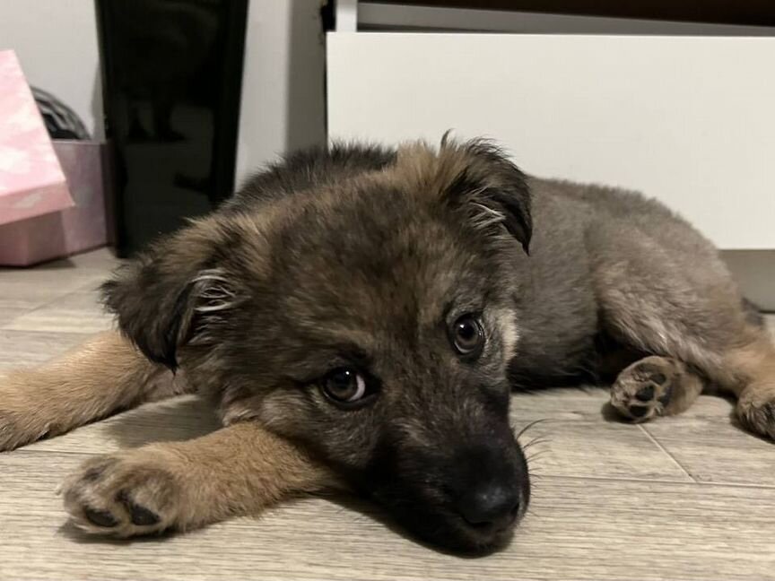 Собака в добрые руки щенок