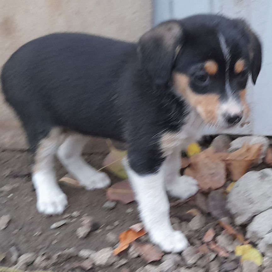 Щенок в добрые руки бесплатно маленькая порода