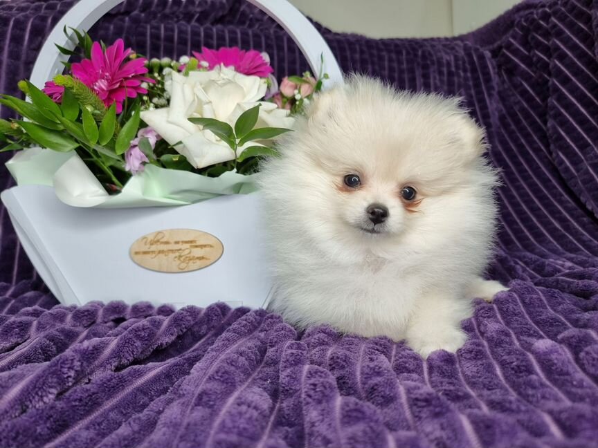 Померанский шпиц