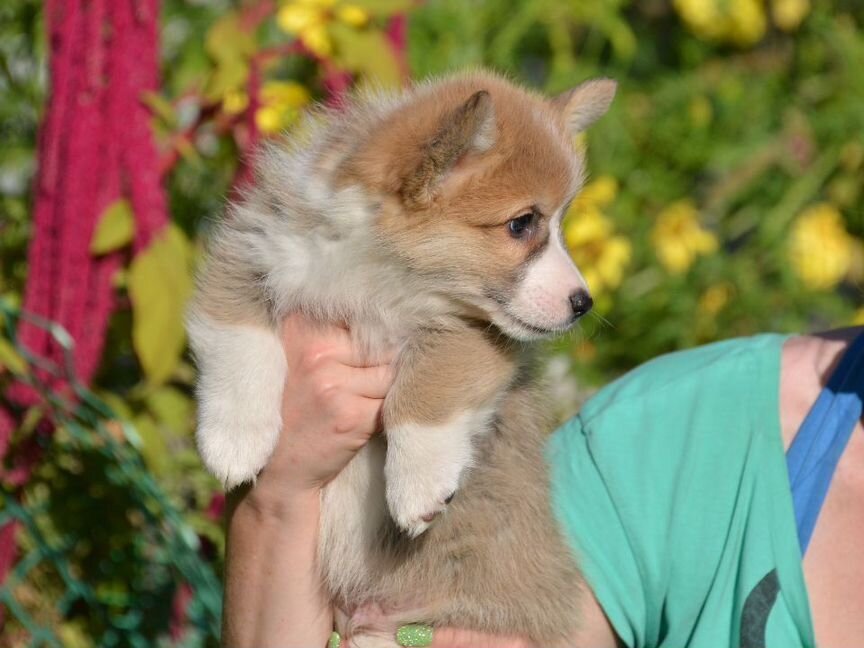 Вельш корги клубный щенок