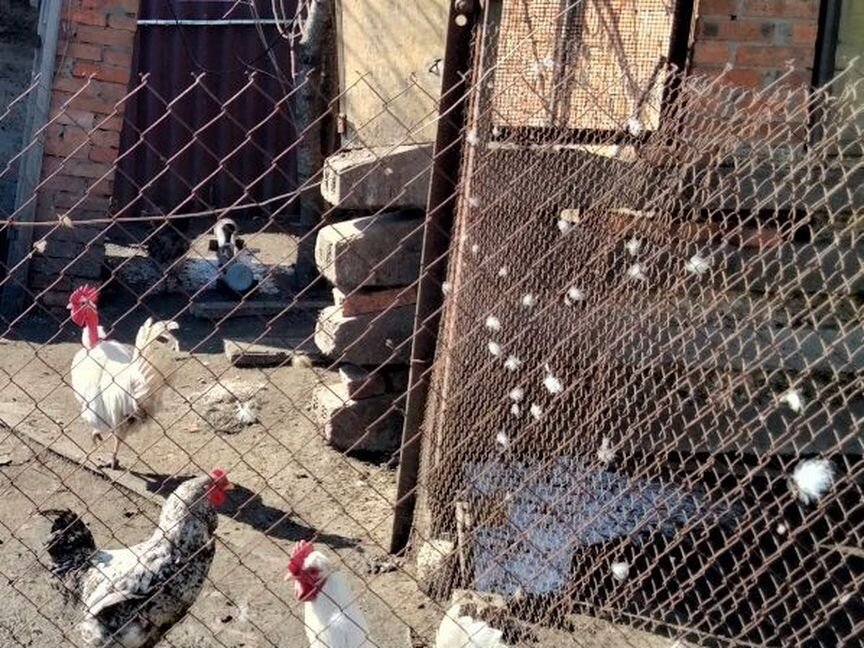 Молодые петухи