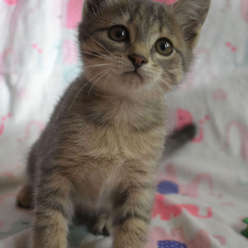 Котенок девочка