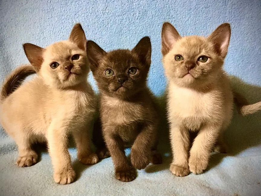 Бурманские малыши