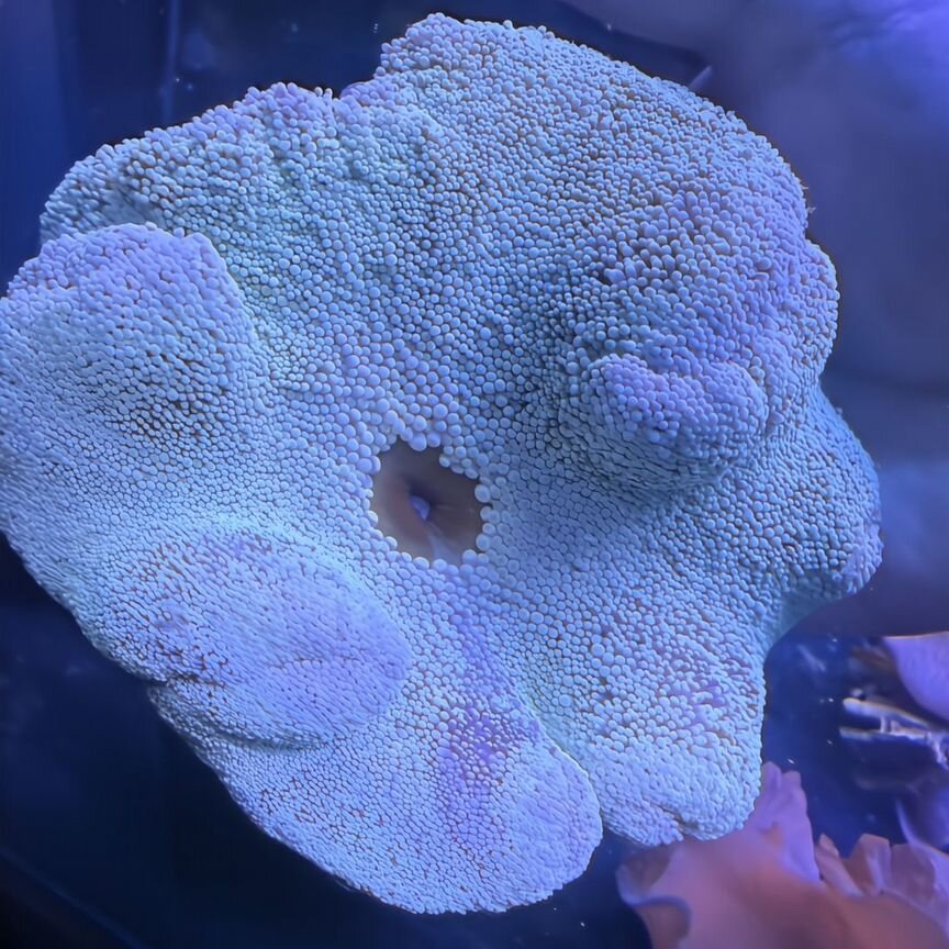 Морские кораллы в морской аквариум