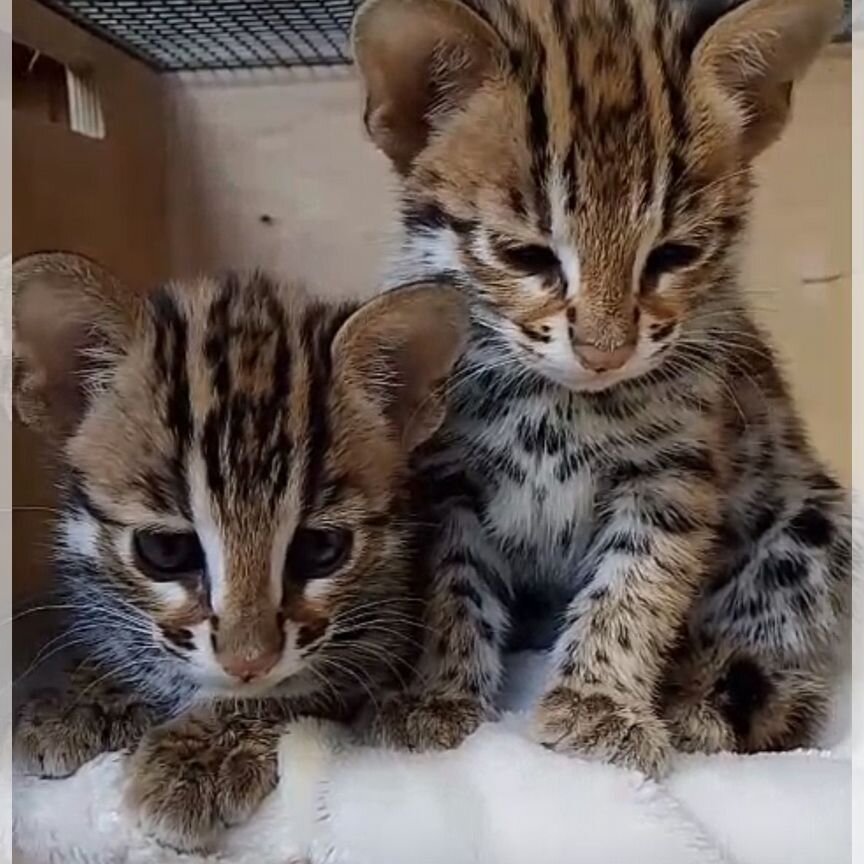 Котята alc