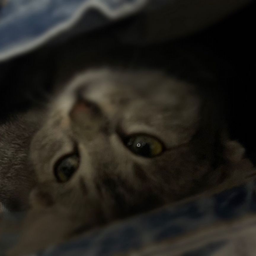 Мери ищет котика для вязки