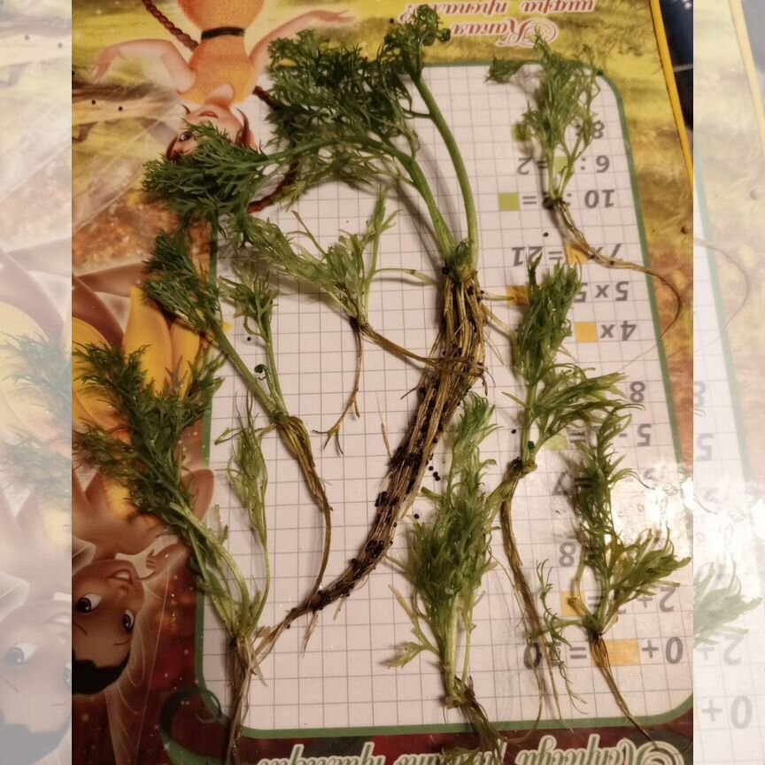 Индийский папоротник