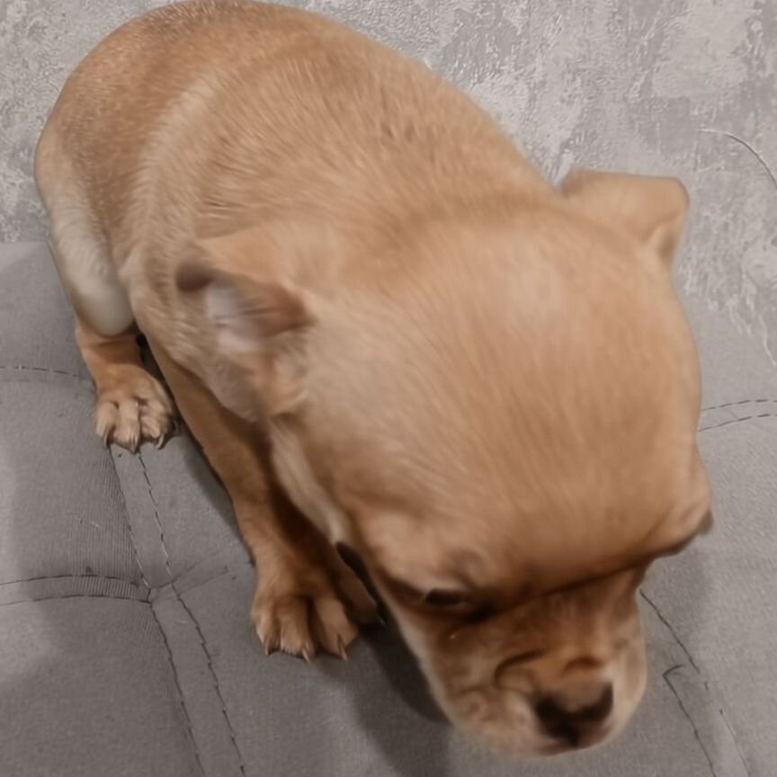 Чихуахуа, щенок