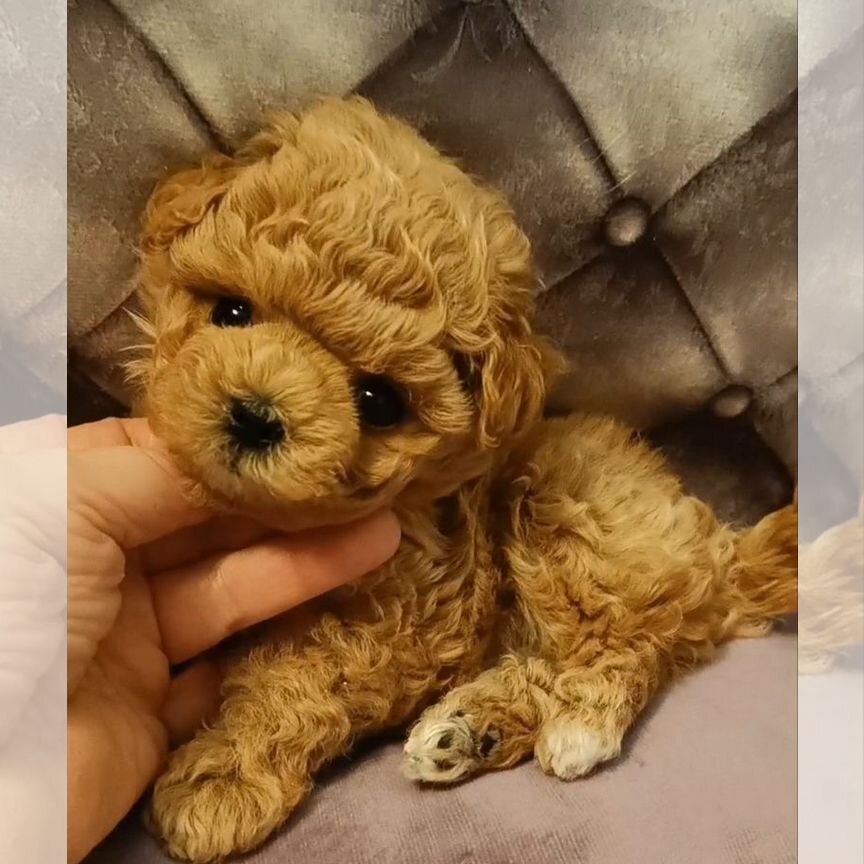 Мальтипу, щенок