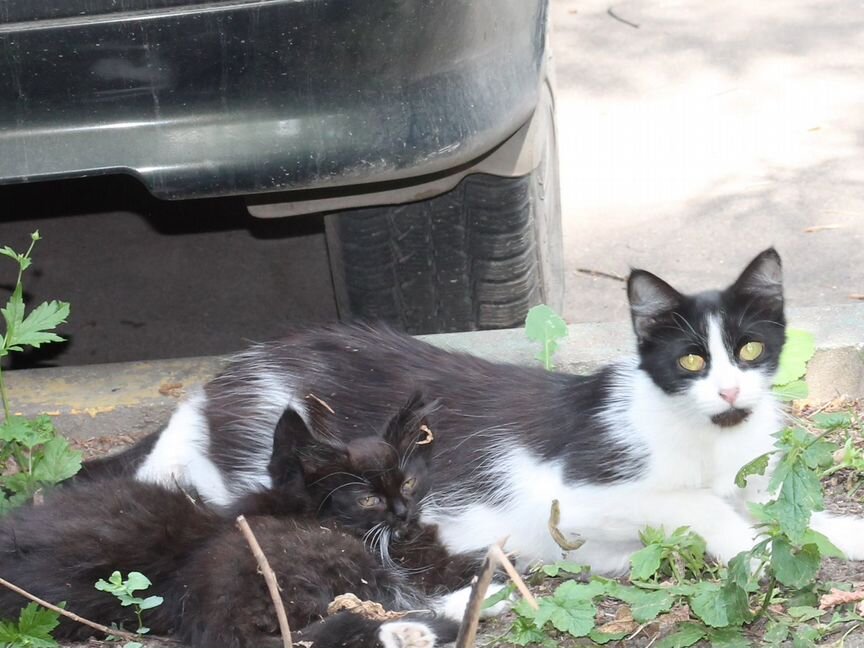 Маркизные котята в поисках дома