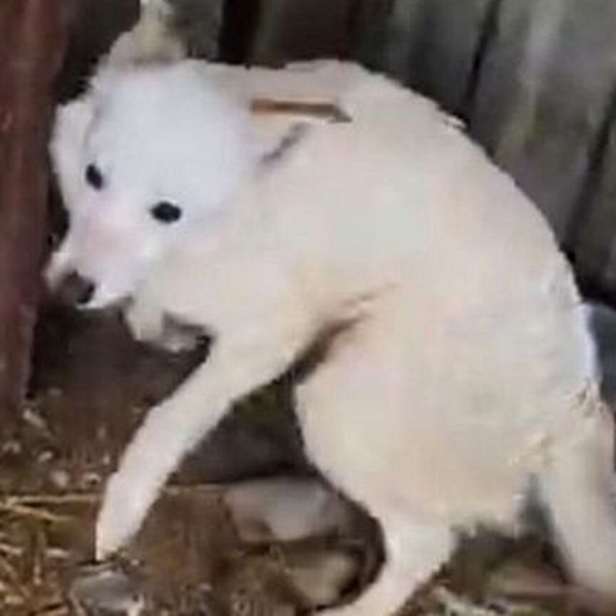 Взрослая собака в добрые руки