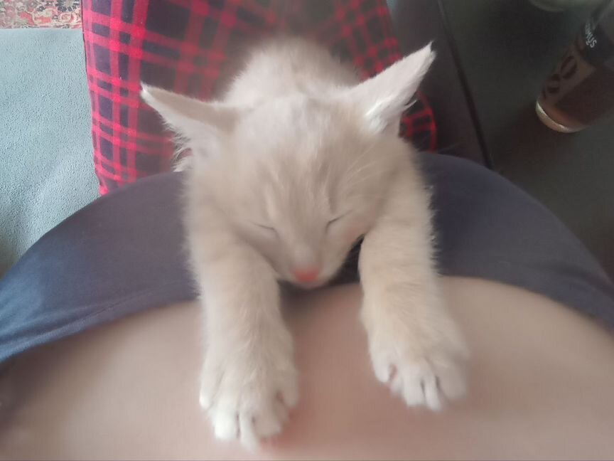 Кошка