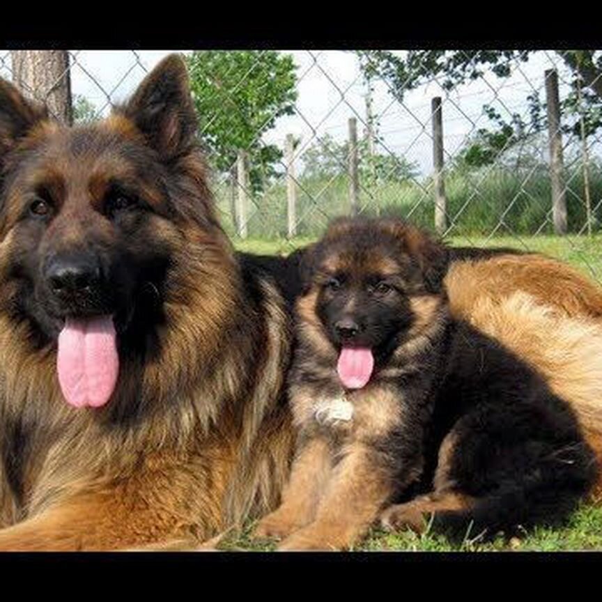 Немецкая овчарка