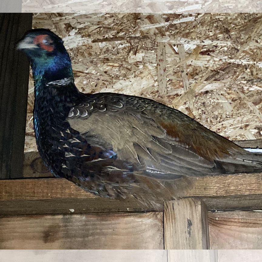 Фазан румынский