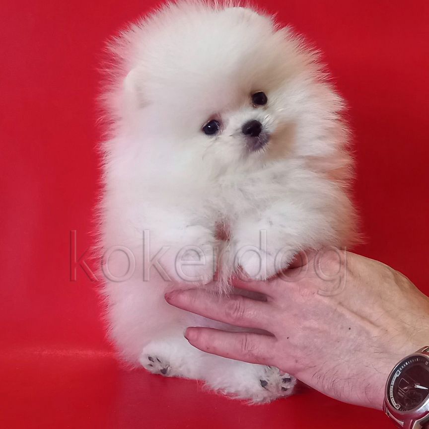 Померанский шпиц, щенок