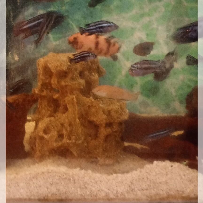 Аквариумные рыбки