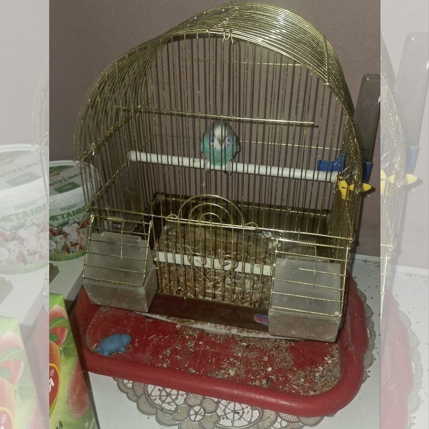 Попугай
